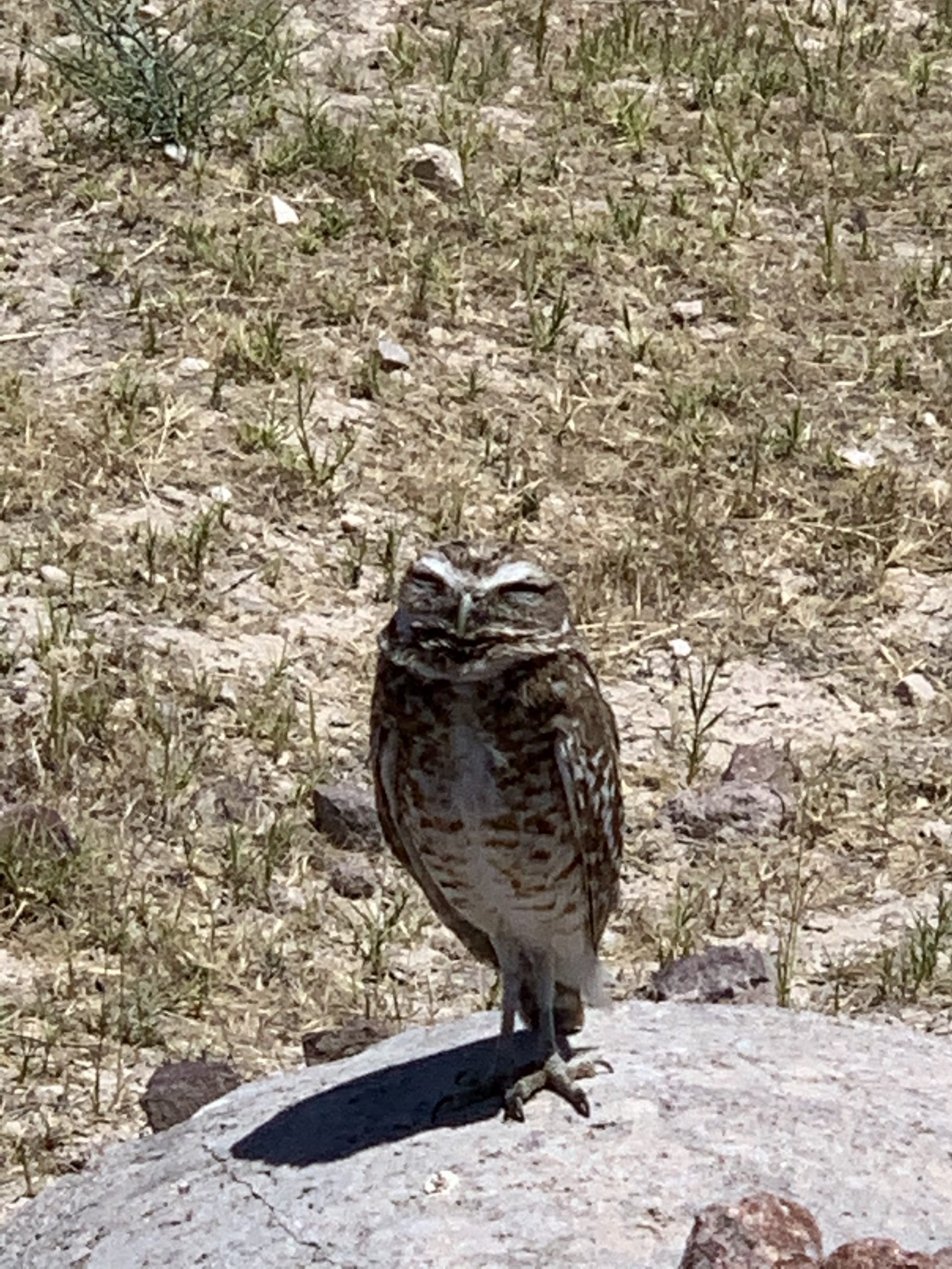 The Burrowing Owl Of Nevada | Scout N’ About